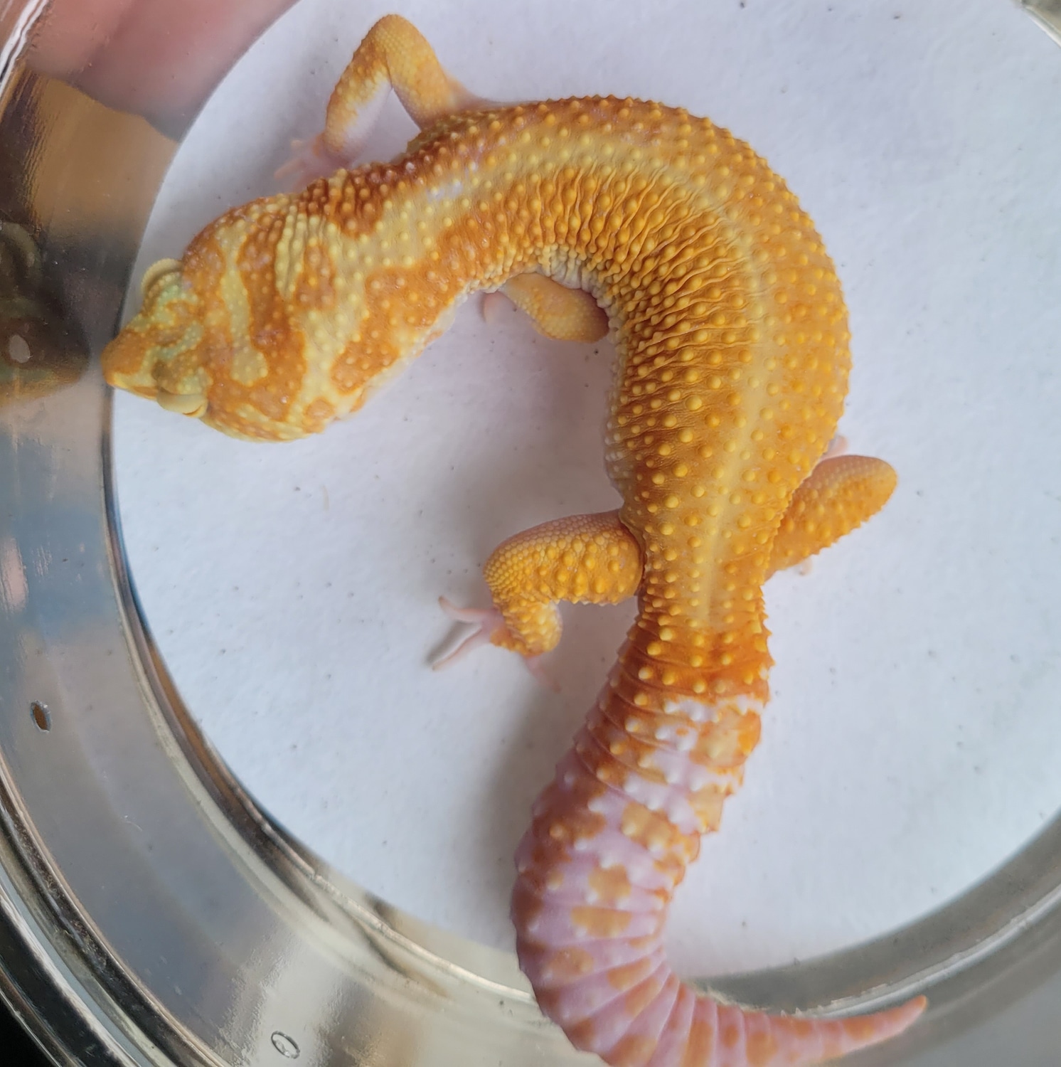 W/Y Tangerine Tremper Het Eclipse Leopard Gecko by Loco Geckos ...