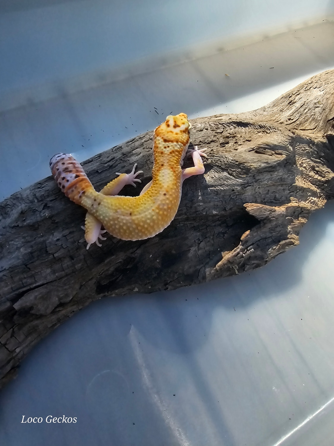 White And Yellow Radar (Snake Eyes) Leopard Gecko by Loco Geckos ...