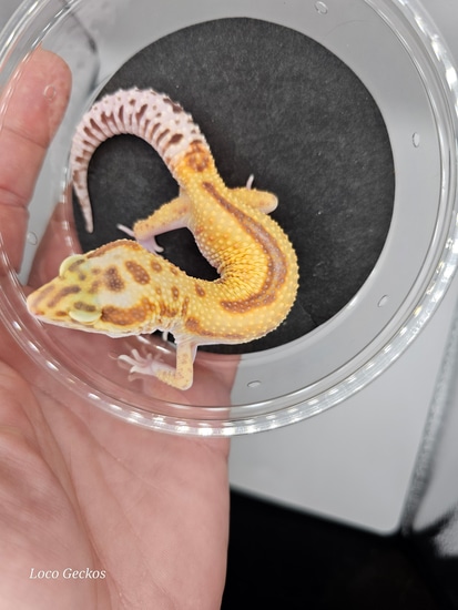 White And Yellow Reverse Stripe Tremper Het Eclipse Leopard Gecko by ...