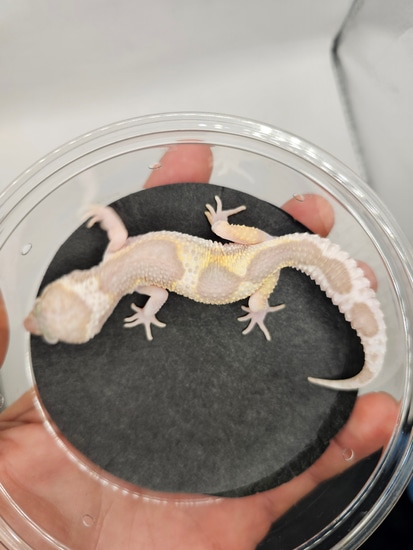 Mack Snow Raptor TSF Leopard Gecko by Loco Geckos