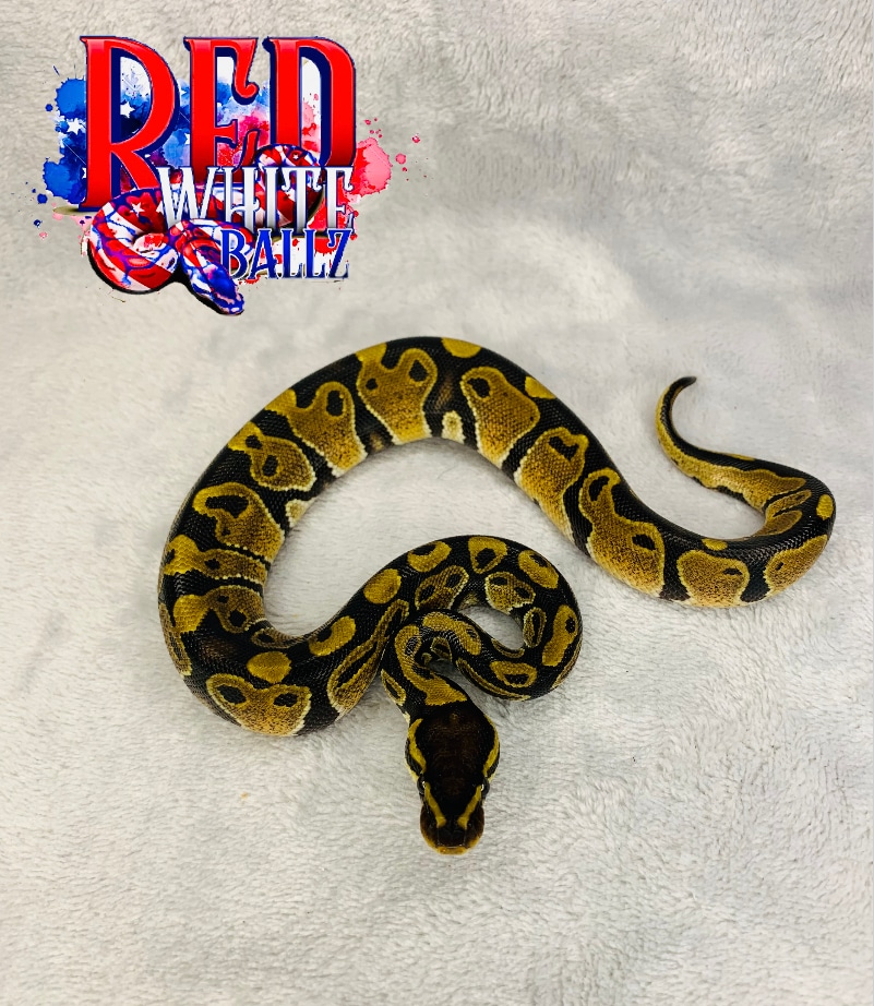 Citrus Pastel Yb Ball Python by Red, White, & Ballz - MorphMarket