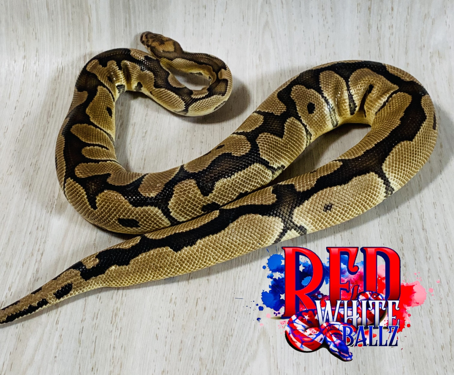 Clown Blade Ball Python by Red, White, & Ballz - MorphMarket