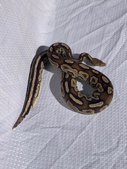 Pewter Brite Ball Python by Red, White, & Ballz