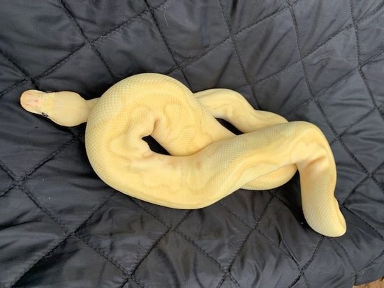 Clown Banana Mojave Pastel Fire Ball Python by Red, White, & Ballz