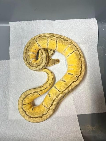 Spinner Enchi Het Clown Ball Python by Red, White, & Ballz