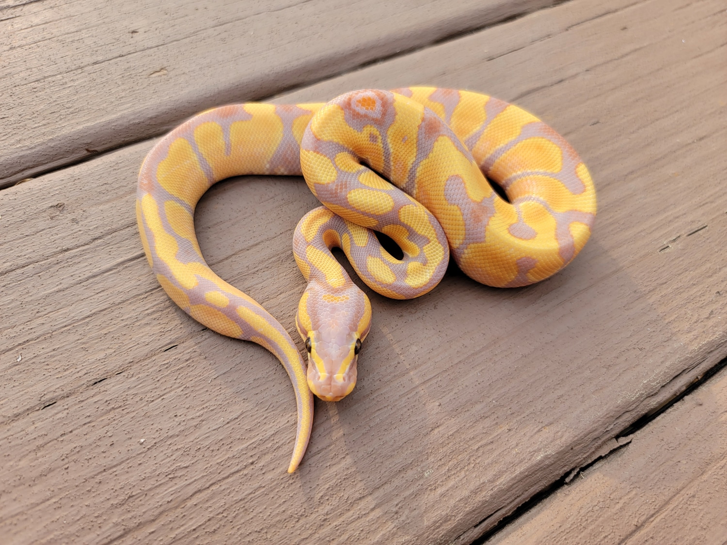Banana Enchi Ball Python by Logman Exotics - MorphMarket