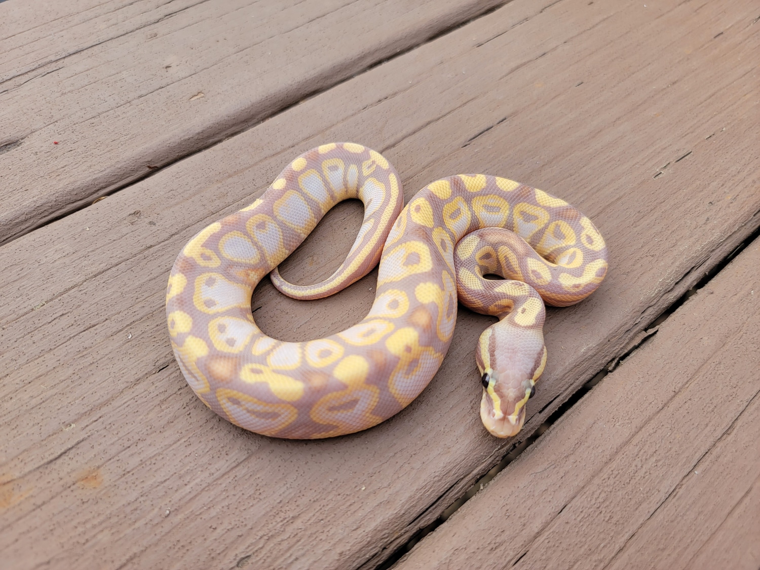 Pastel Banana Ball Python by Logman Exotics - MorphMarket