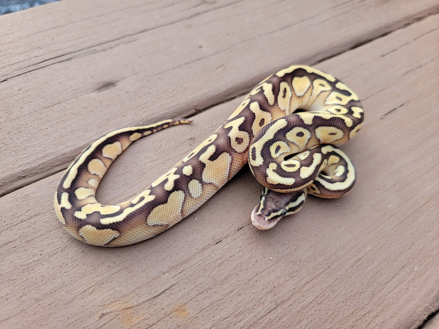 Butter Pastel Ball Python by Logman Exotics - MorphMarket