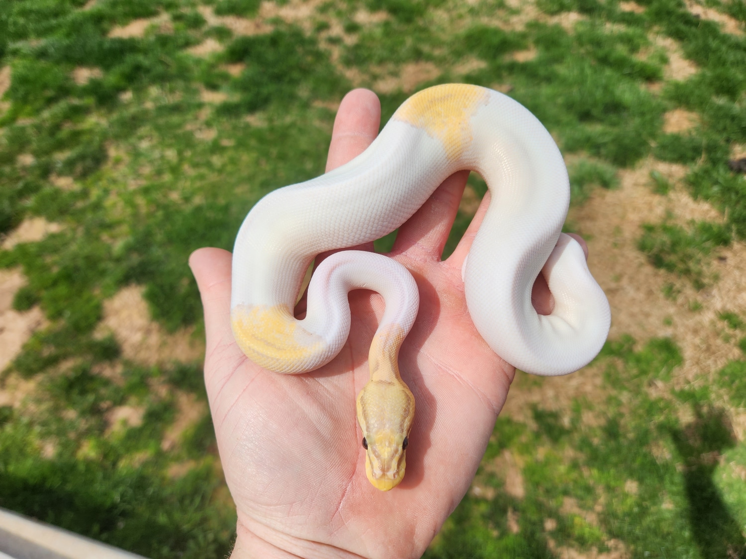 Banana Pastel Yellowbelly Pied Ball Python by Logman Exotics - MorphMarket
