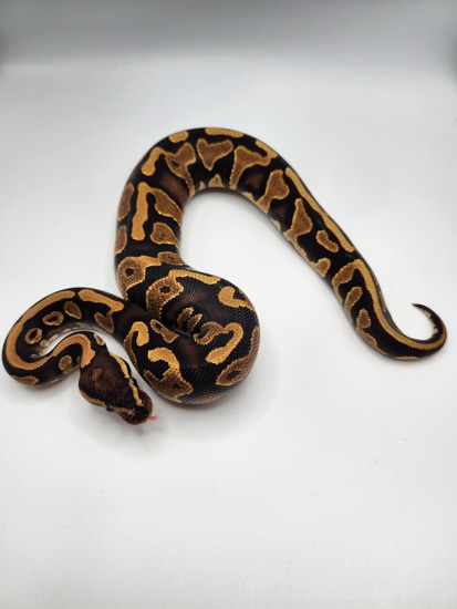 Gravel/Yellow Belly Het Pied Ball Python by Logman Exotics