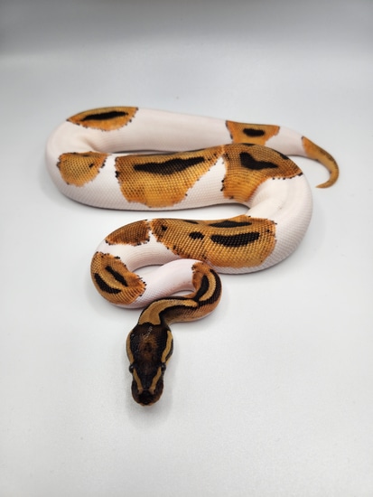 Orange Dream Pied Ball Python by Logman Exotics