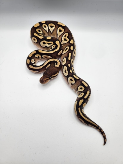 Mojave Ball Python by Logman Exotics