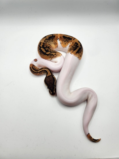 Pastel Pied Ball Python by Logman Exotics