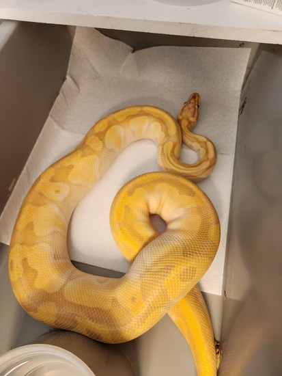 Banana Enchi Pastel Butter Ball Python by Logman Exotics