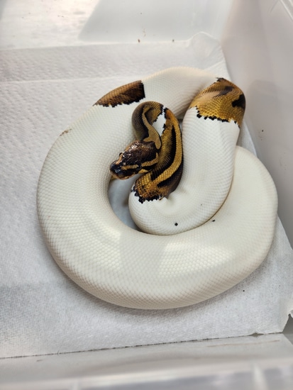 1000 Gram Pied Ball Python by Logman Exotics