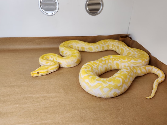 Half Dwarf Burmese F2 Pair**** Burmese Python by Logman Exotics