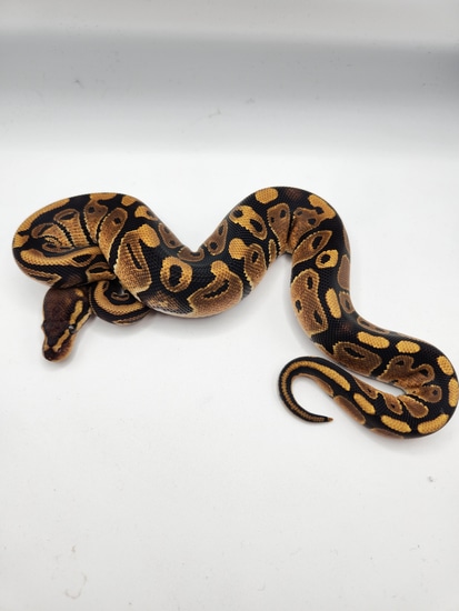 Het Pied Ball Python by Logman Exotics