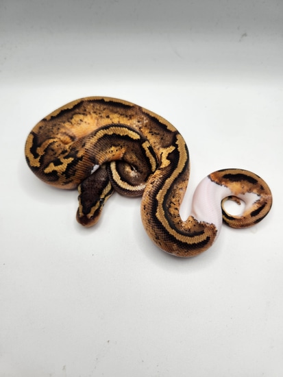 Pastel Pied Ball Python by Logman Exotics