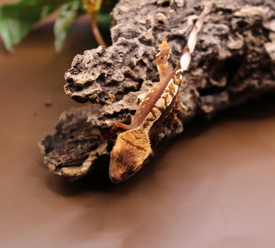 Crested Gecko Baby BOGO 1/2 Off by Everlasting Exotics