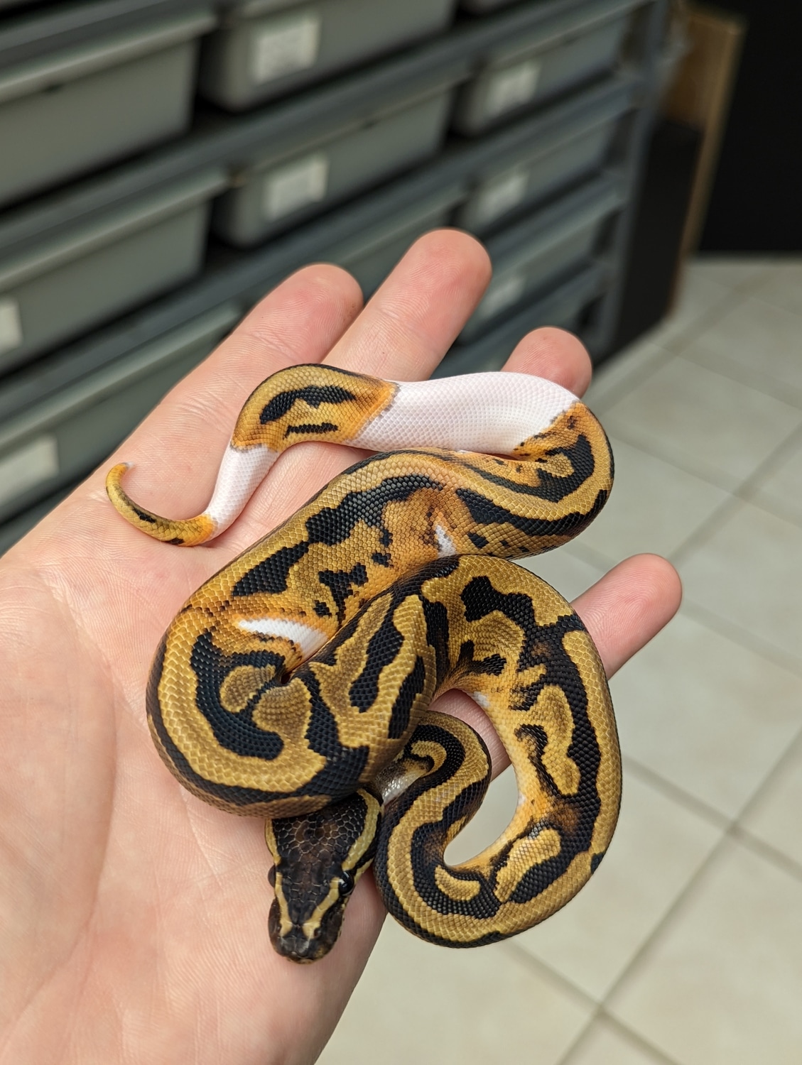 Pied Ball Python by The Reptile Connection - MorphMarket