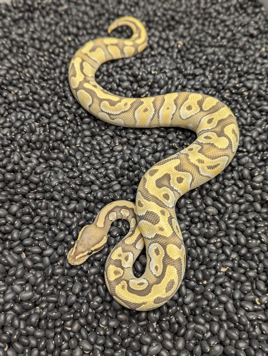Pastel Mojave Ghost Ball Python by The Reptile Connection - MorphMarket