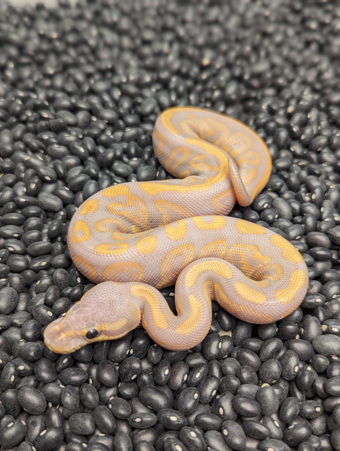 Banana Black Pastel Het Pied Ball Python by The Reptile Connection ...