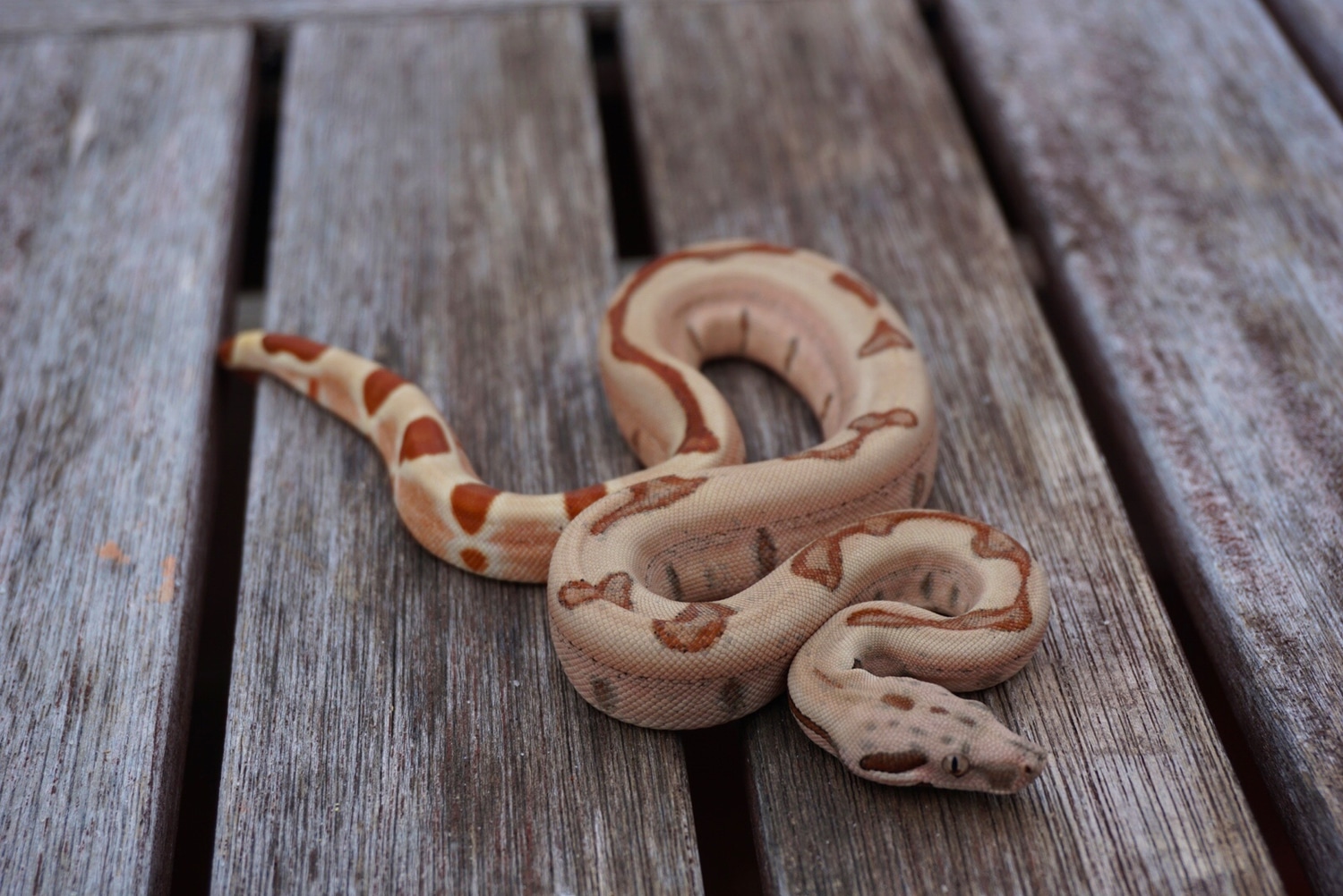Hypo Jungle Pastel Dream 100% Het Kahl Boa Constrictor by Topas Boas ...