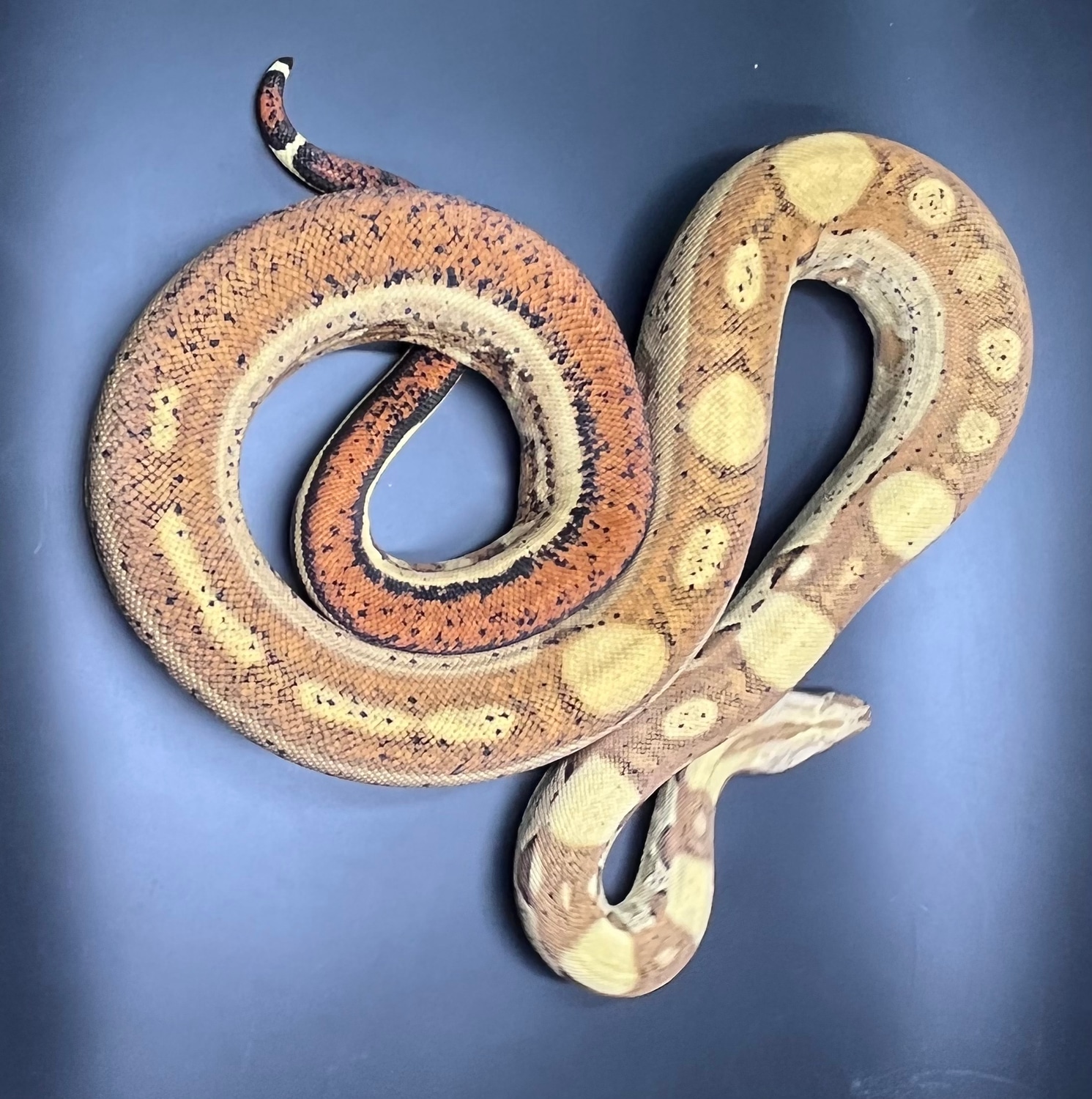 2017 Hypo Aztec Het Kahl Albino Boa Constrictor by Topas Boas - MorphMarket