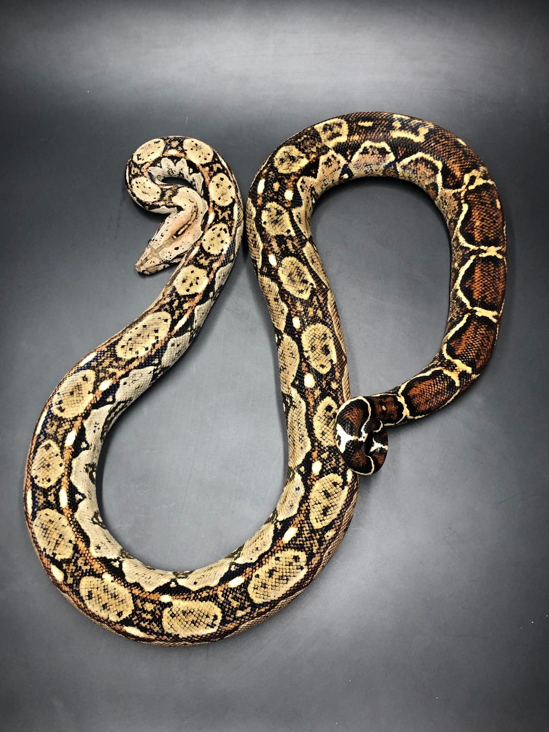 Sonoran Hypo Double Het Leopard Nic T+ Boa Constrictor by Topas Boas ...