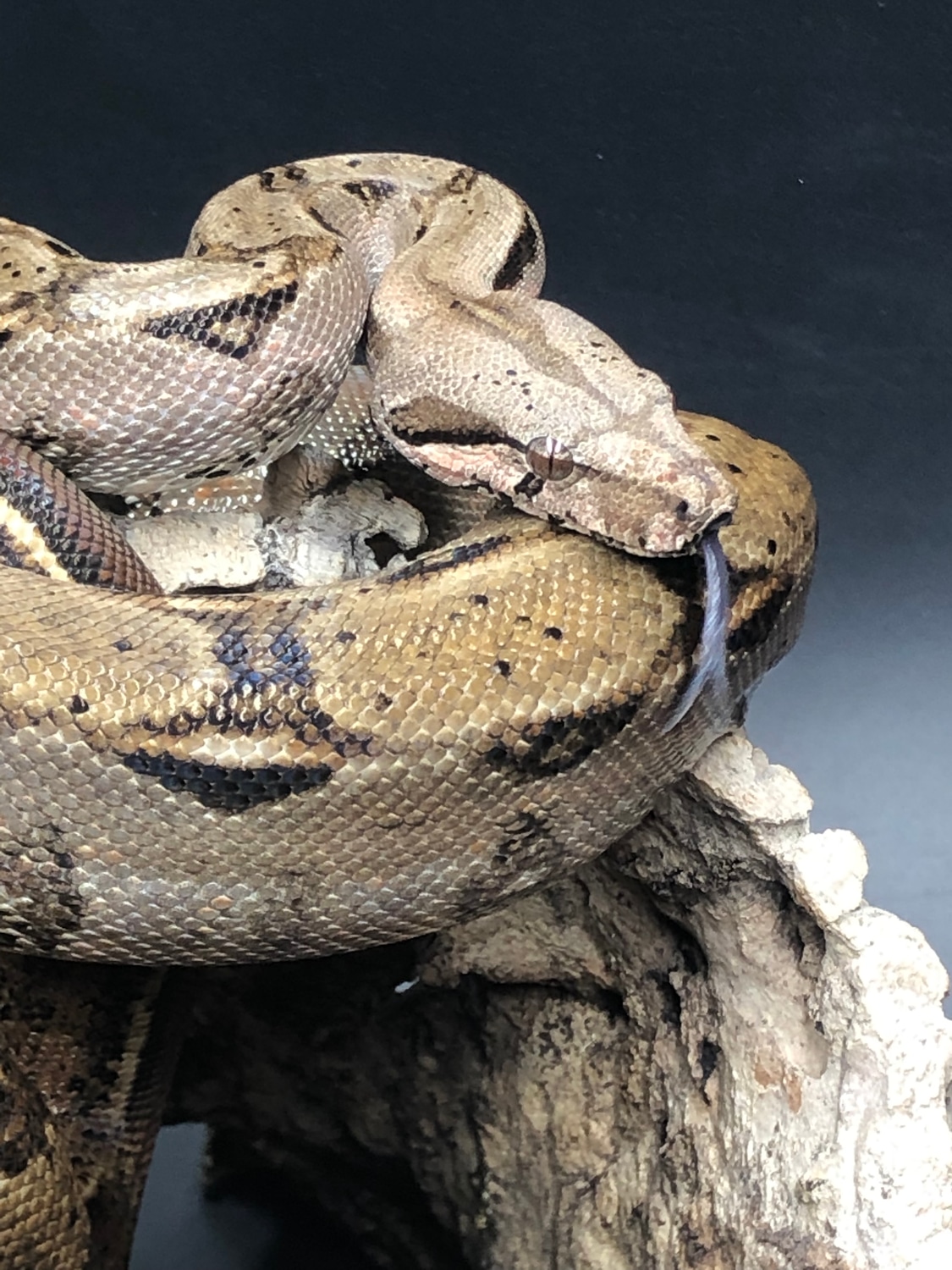 Sonoran Hypo Double Het Leopard Nic T+ Boa Constrictor by Topas Boas ...