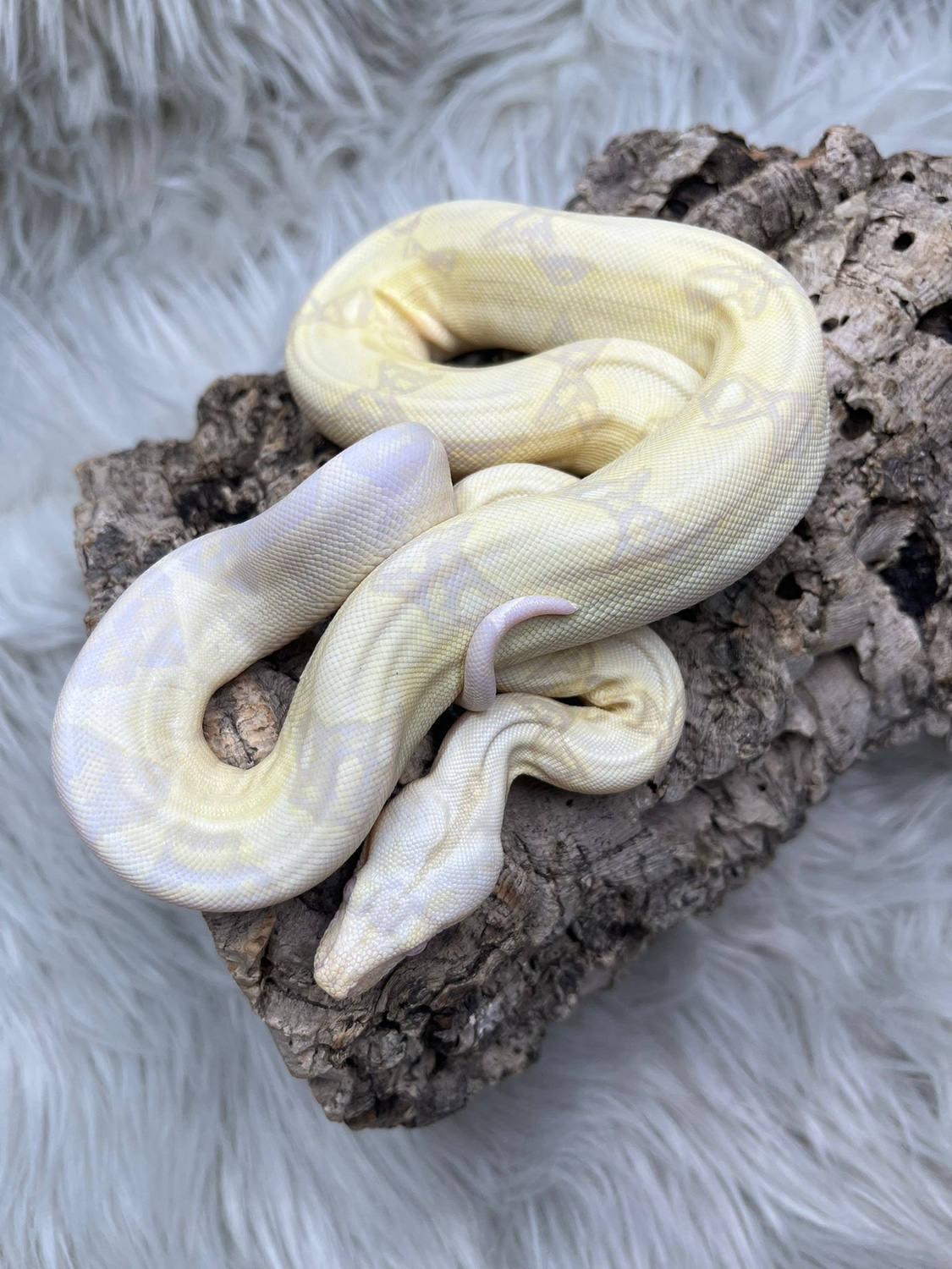 SALE Moonglow Boa Constrictor by Topas Boas - MorphMarket