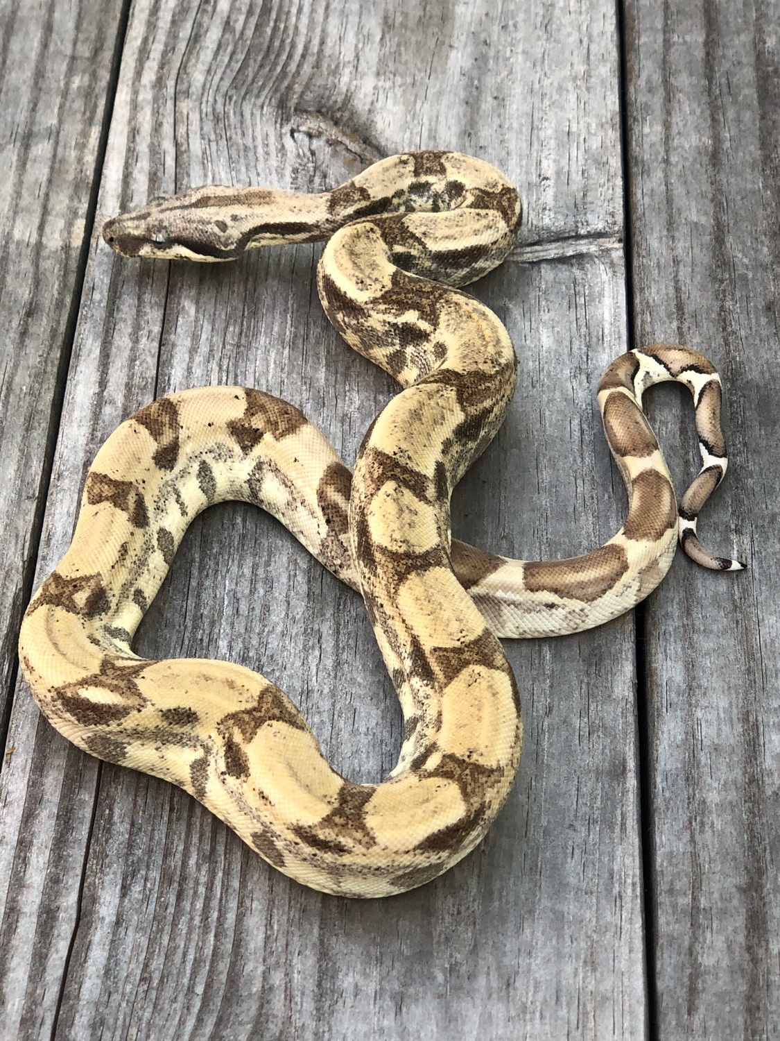 Ghost 100% Het Kahl Albino Boa Constrictor by Topas Boas - MorphMarket