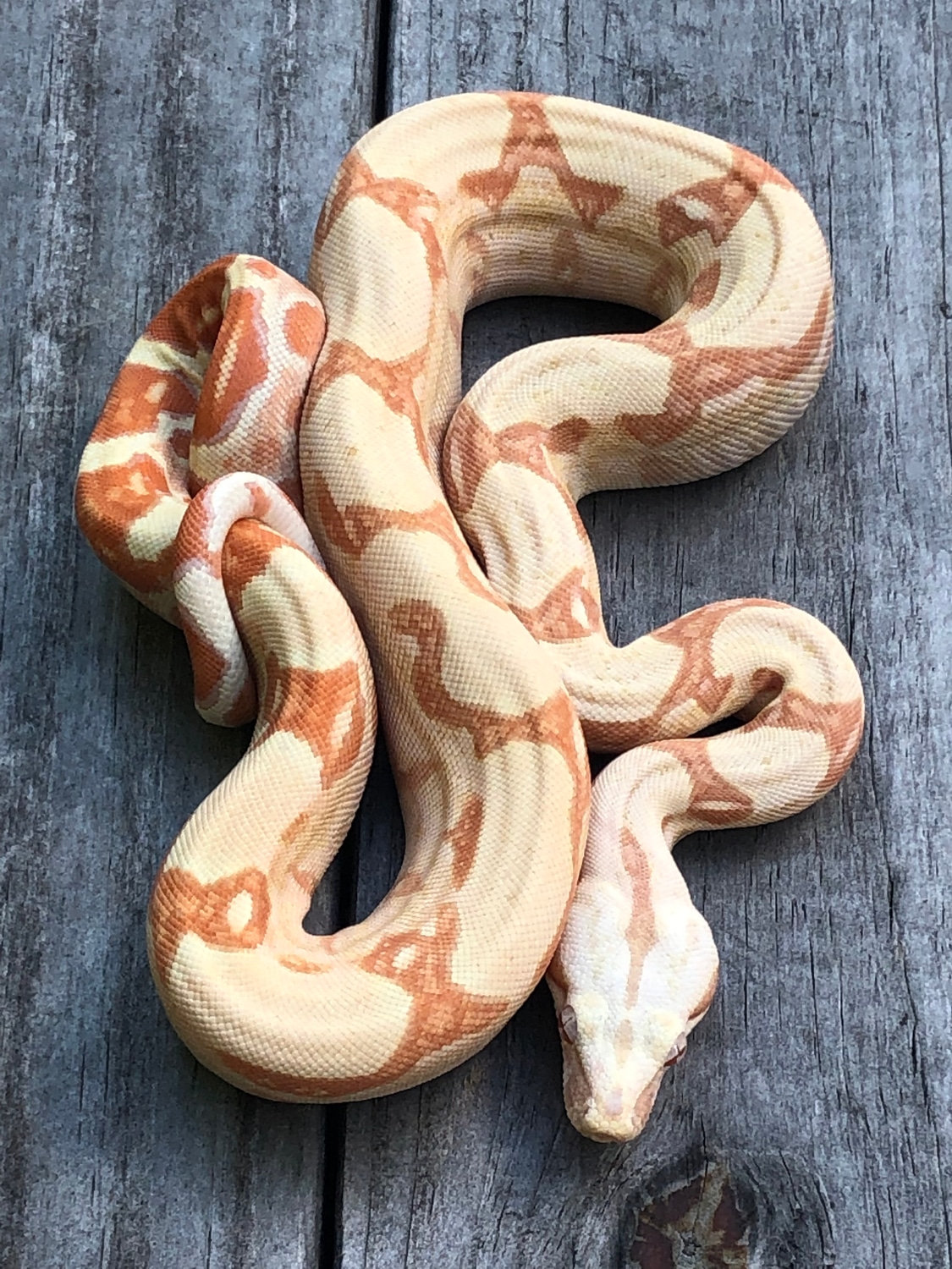 Sunglow Het Anery Boa Constrictor by Topas Boas - MorphMarket