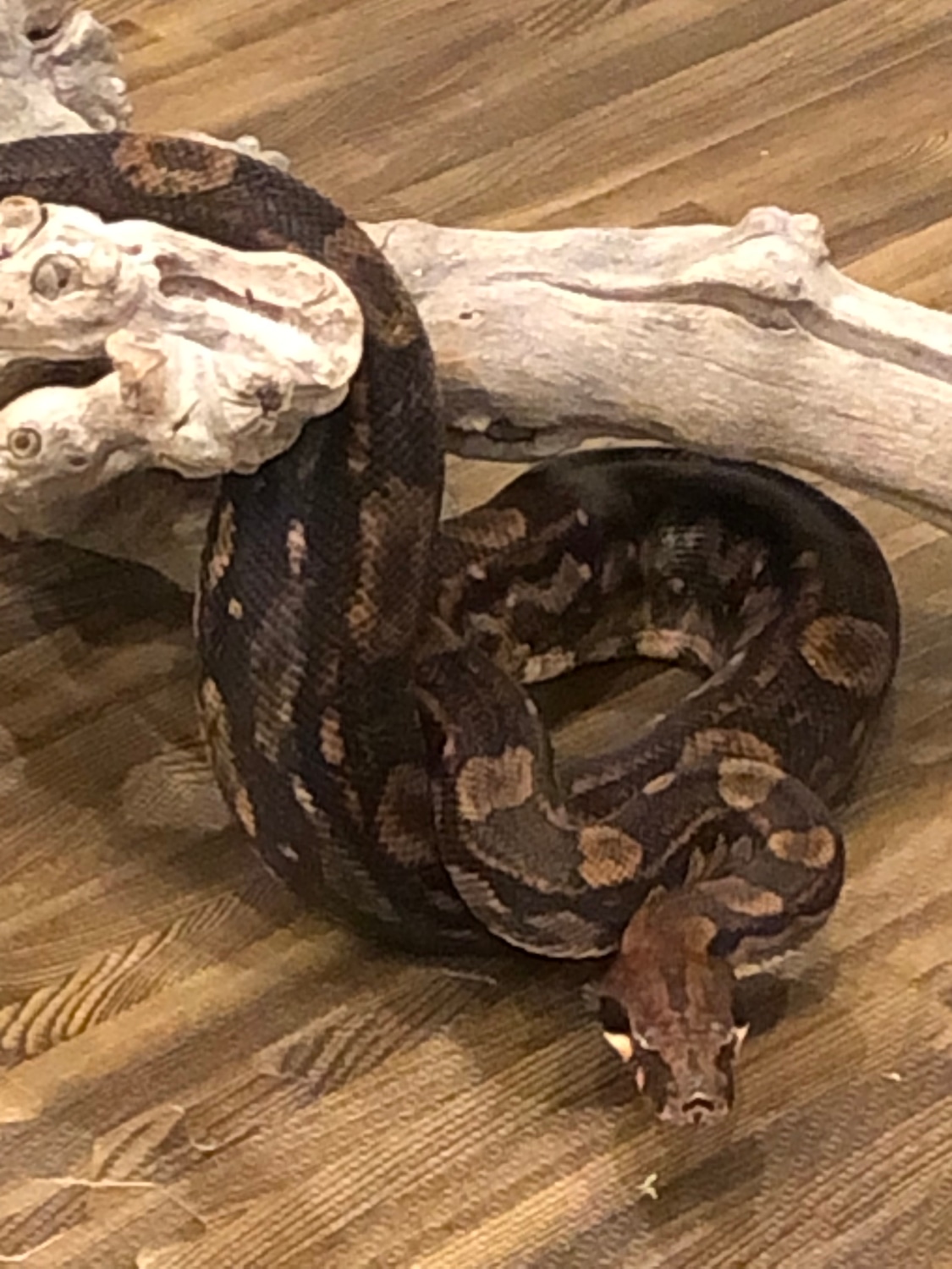 Hypo Inca Het 100 Ca T+ Boa Constrictor by Topas Boas - MorphMarket