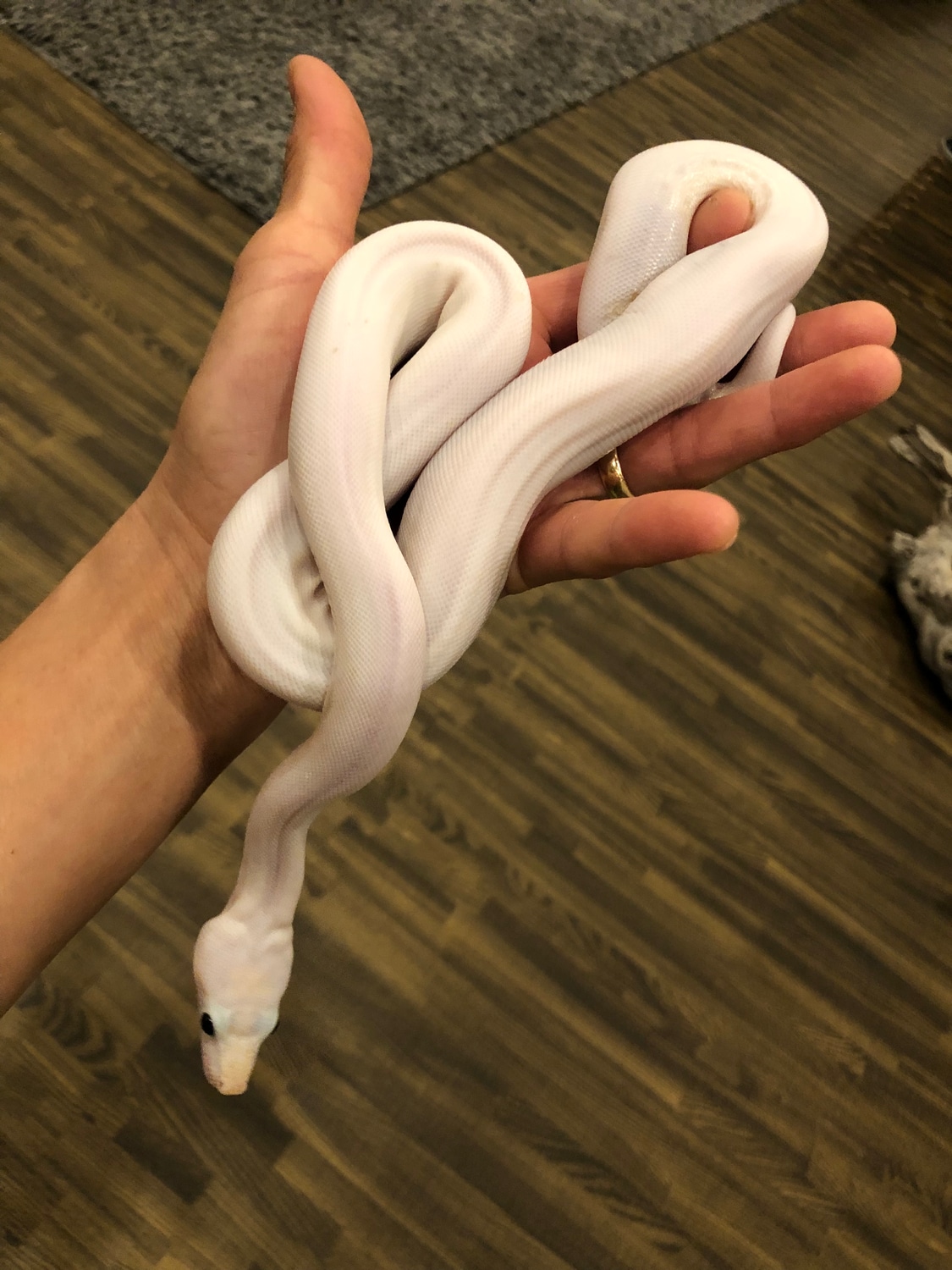 Super Fire Poss Motley Boa Constrictor by Topas Boas - MorphMarket