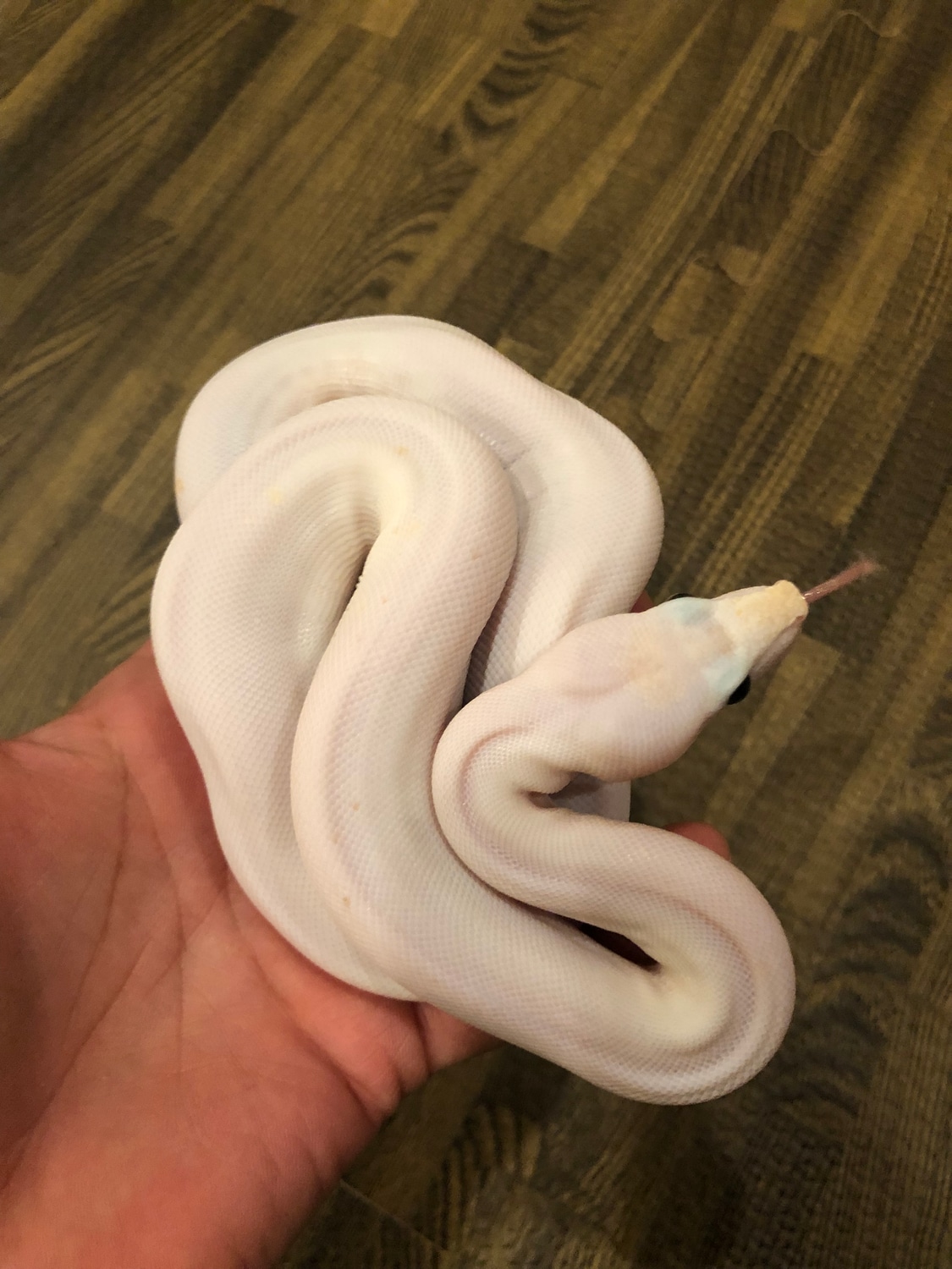 Super Fire Poss Motley Boa Constrictor by Topas Boas - MorphMarket