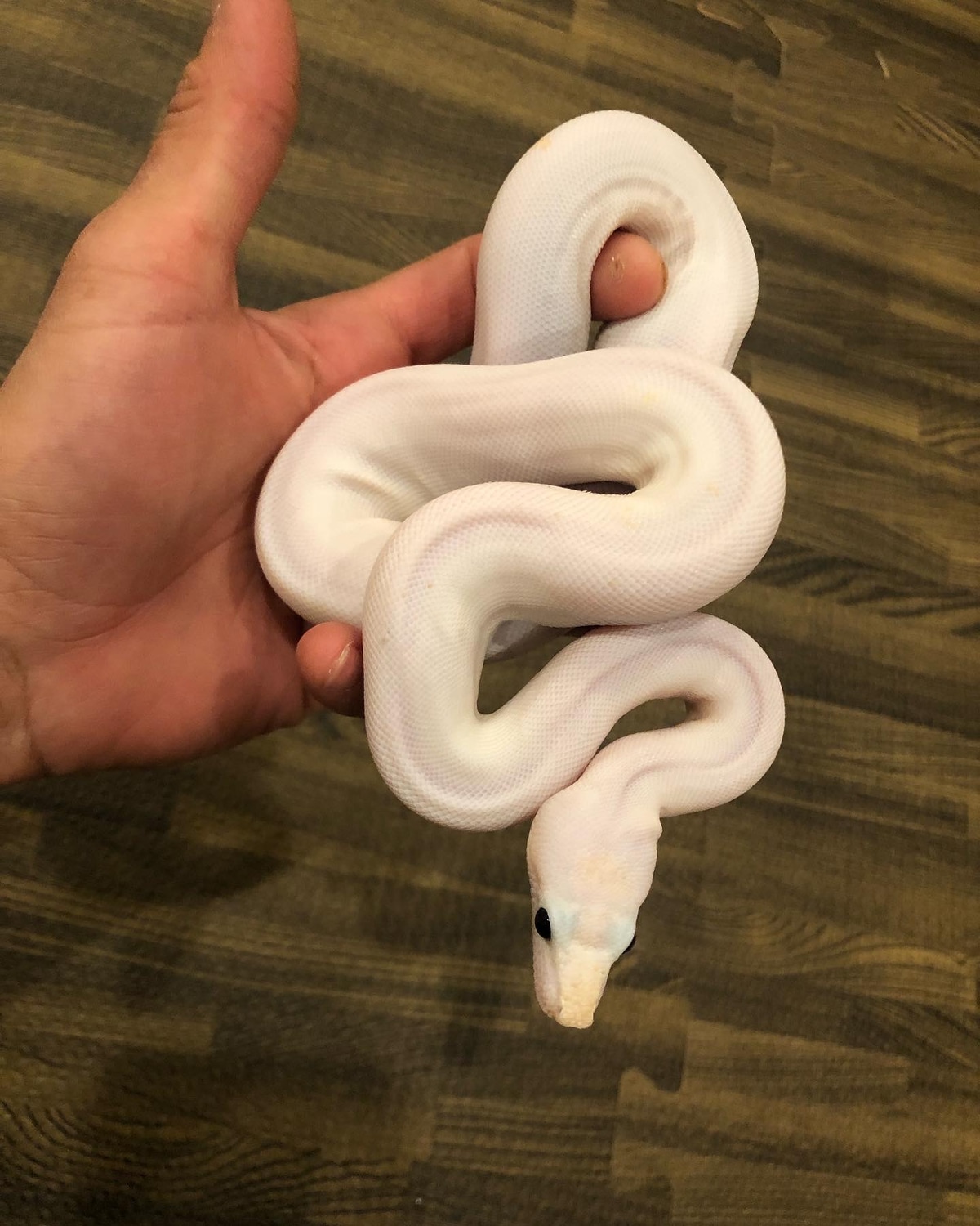 Super Fire Pos Motley Boa Constrictor by Topas Boas - MorphMarket
