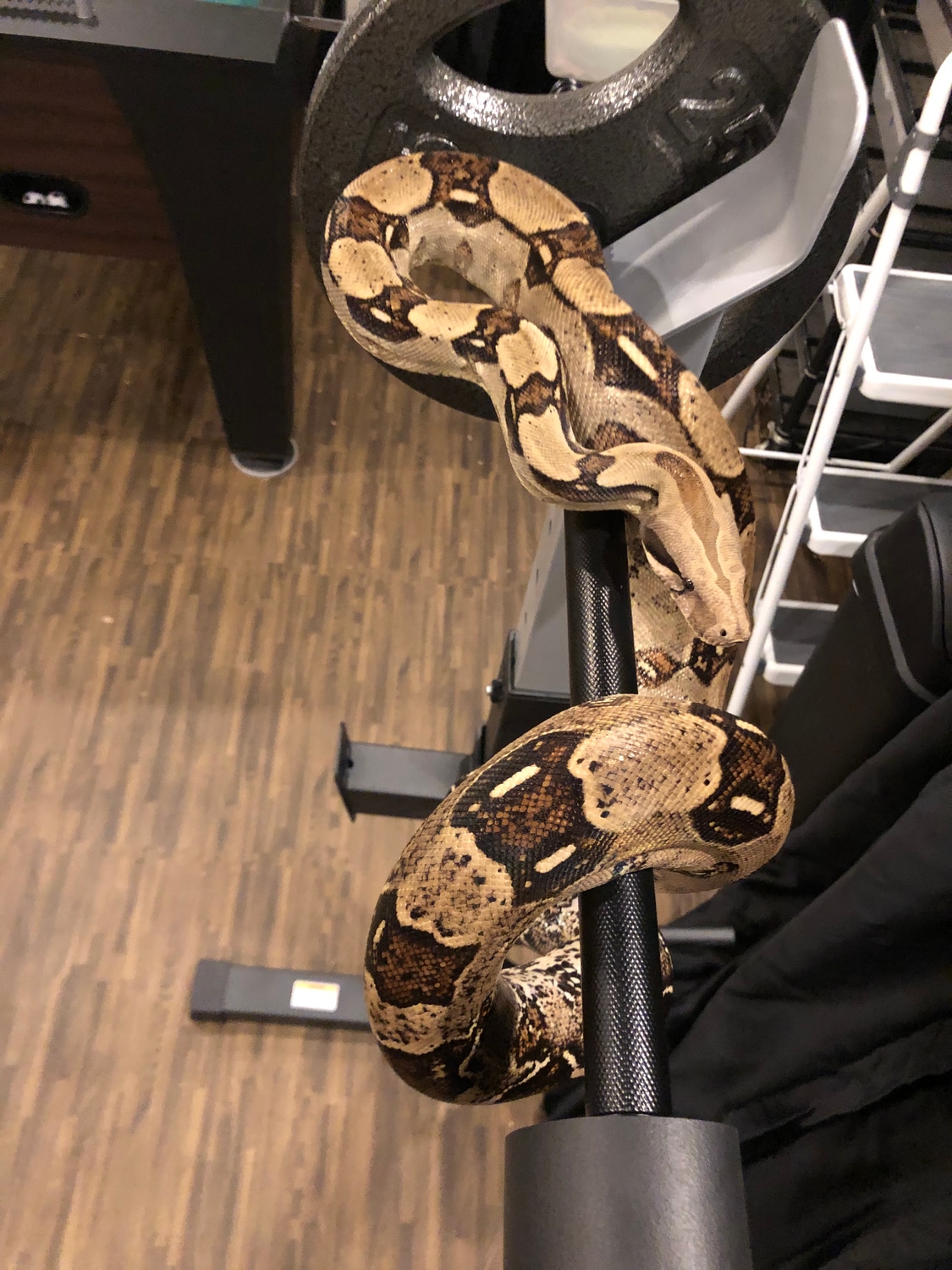 Double Het Albino Kahl Blood Boa Constrictor by Topas Boas - MorphMarket