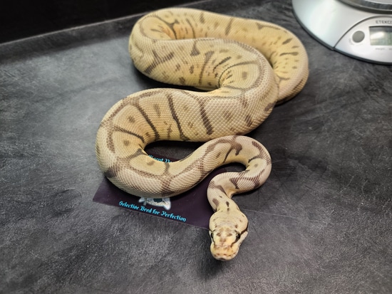 Leopard Fire Bee Ball Python by Intelligent Design Reptiles