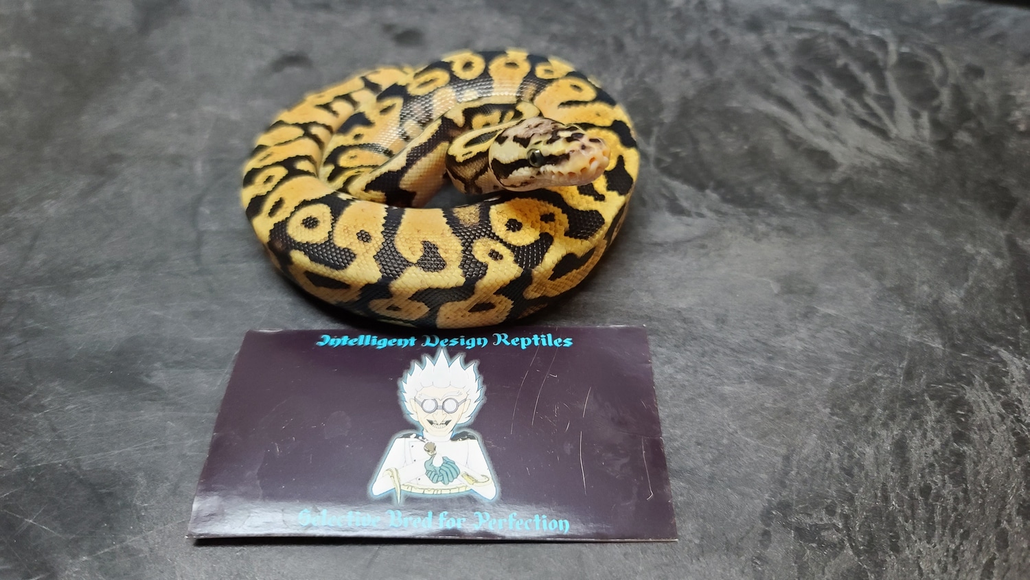 Pastel Spotnose Het Clown Pos Blade Ball Python by Intelligent Design ...