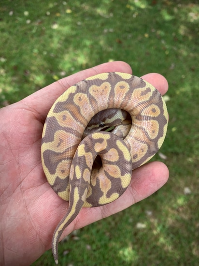 Banana Phantom Pastel Yellowbelly Belly Ball Python by Scale House