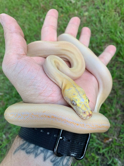 31.25% Kalatoa Purple Motley Golden Child Sunfire 50% Poss Het Anery ...