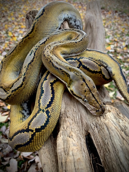 Motley Sunfire Double Het Purple Ocelot Reticulated Python by Scale House