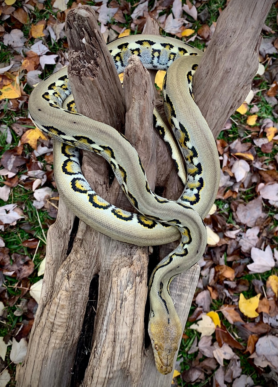Jaguar Het Ocelot Reticulated Python by Scale House - MorphMarket