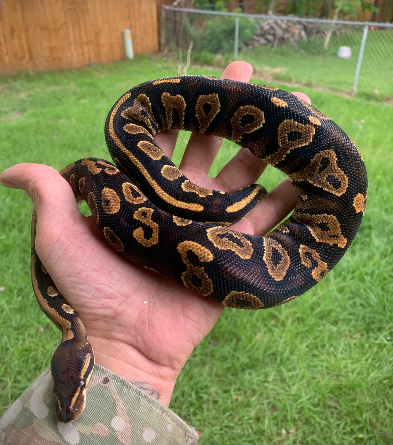 Black Head Yellowbelly Ball Python by Scale House - MorphMarket