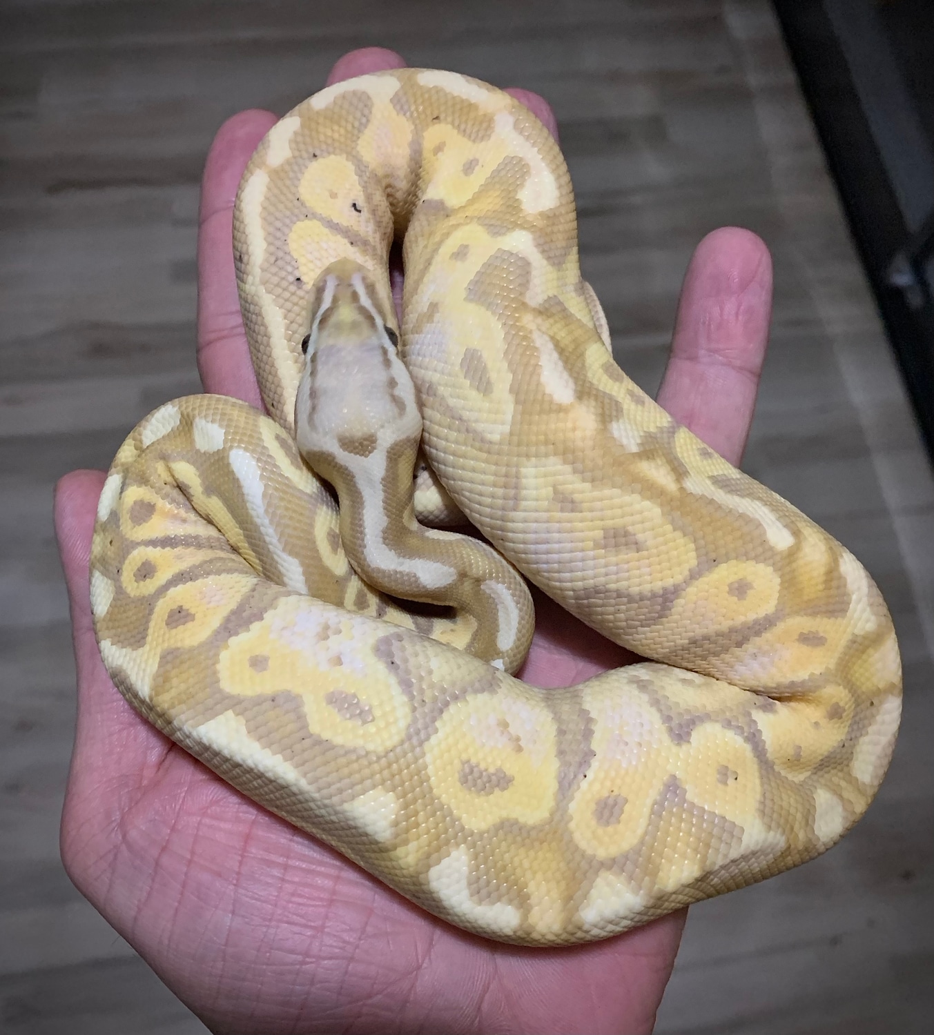 Banana Enchi Pastel Yellow Belly Ball Python by Scale House - MorphMarket