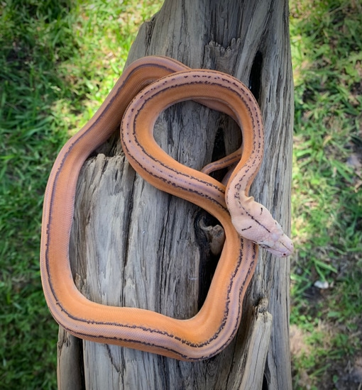 Orange Glow Marble Motley Sunfire Reticulated Python by Scale House