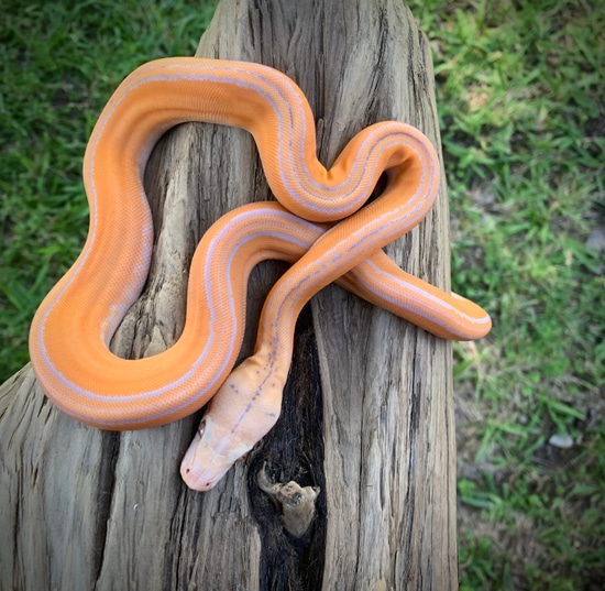 Lavender Marble Motley Sunfire Reticulated Python by Scale House