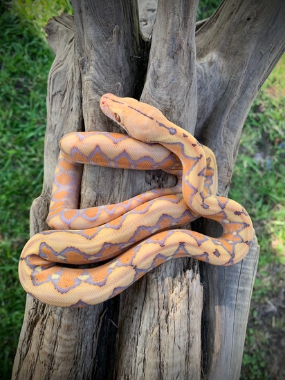 Lavender Albino Sunfire Reticulated Python by Scale House