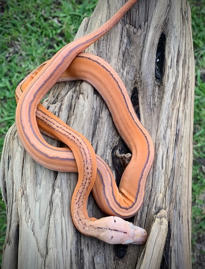 Orange Glow Marble Motley Sunfire Reticulated Python by Scale House